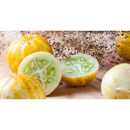 Graines de concombre citron