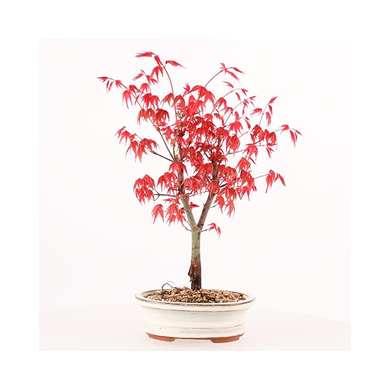 Bonsai érable rouge du Japon livré gratuitement par coursier sur Paris ...